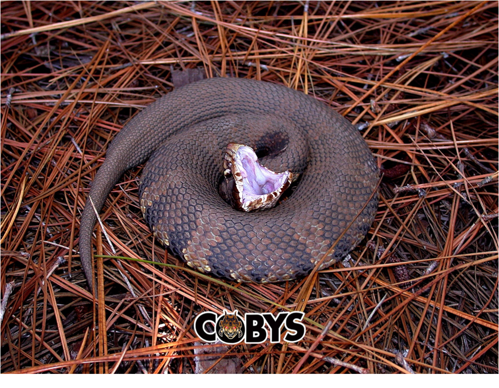 Four Frightening Venomous Snakes in Florida | Coby's Pest Control